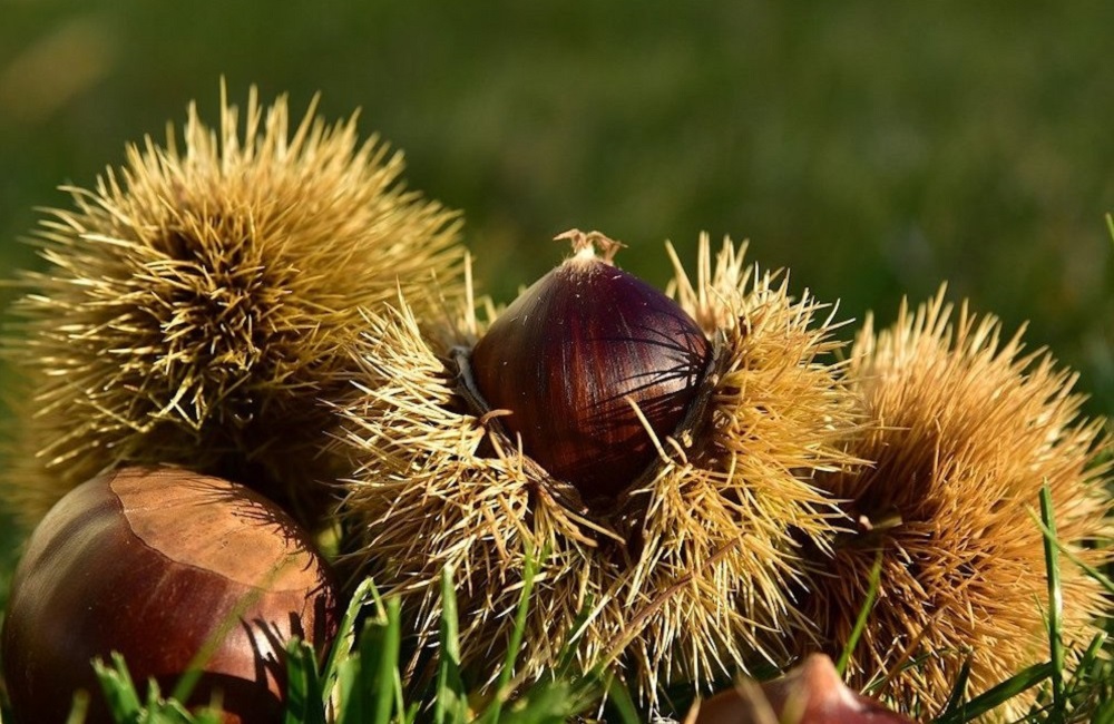 Jedlý gaštan ako podpora trávenia u psa - PEGRA.SK