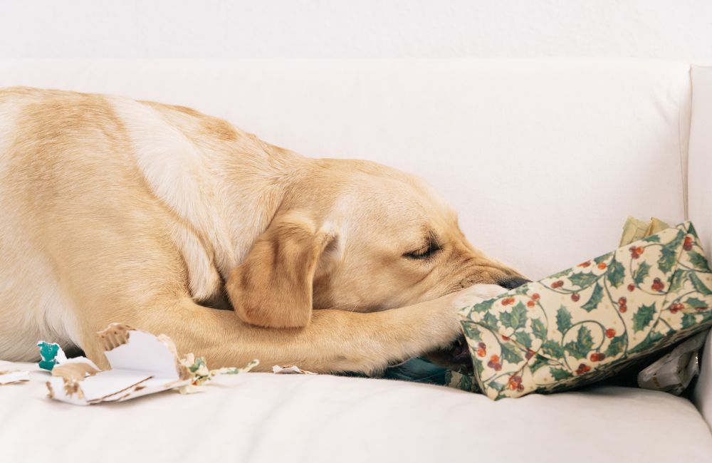 Pes ničí veci, keď odídete z domu? Zavýja, škrabe dvere alebo sa pociká ...