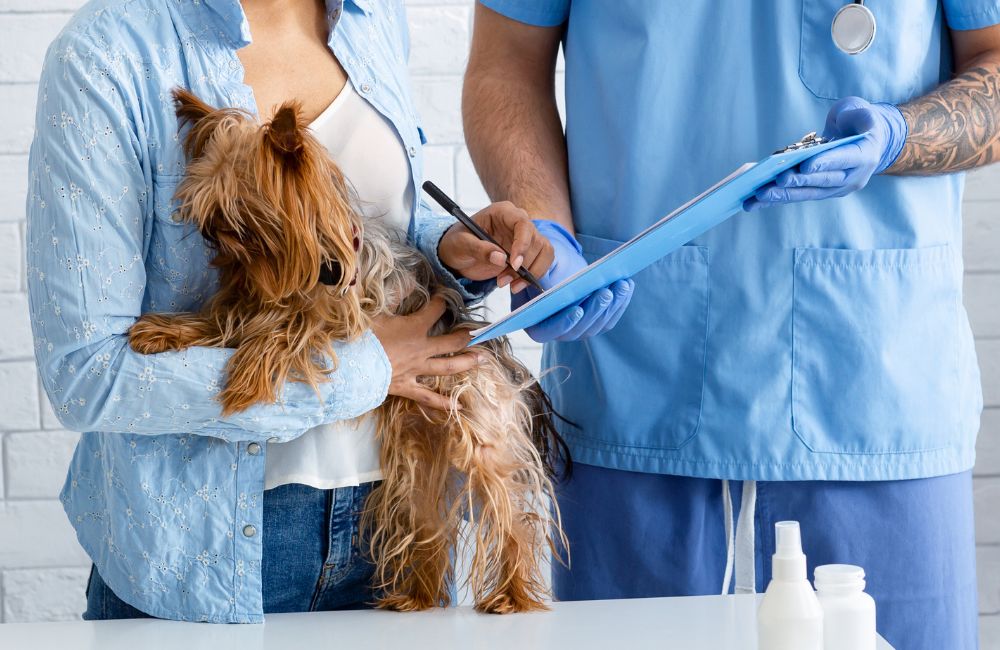 Poistenie pre psov: Kedy sa oplatí a čo vám môže ušetriť? - PEGRA.SK