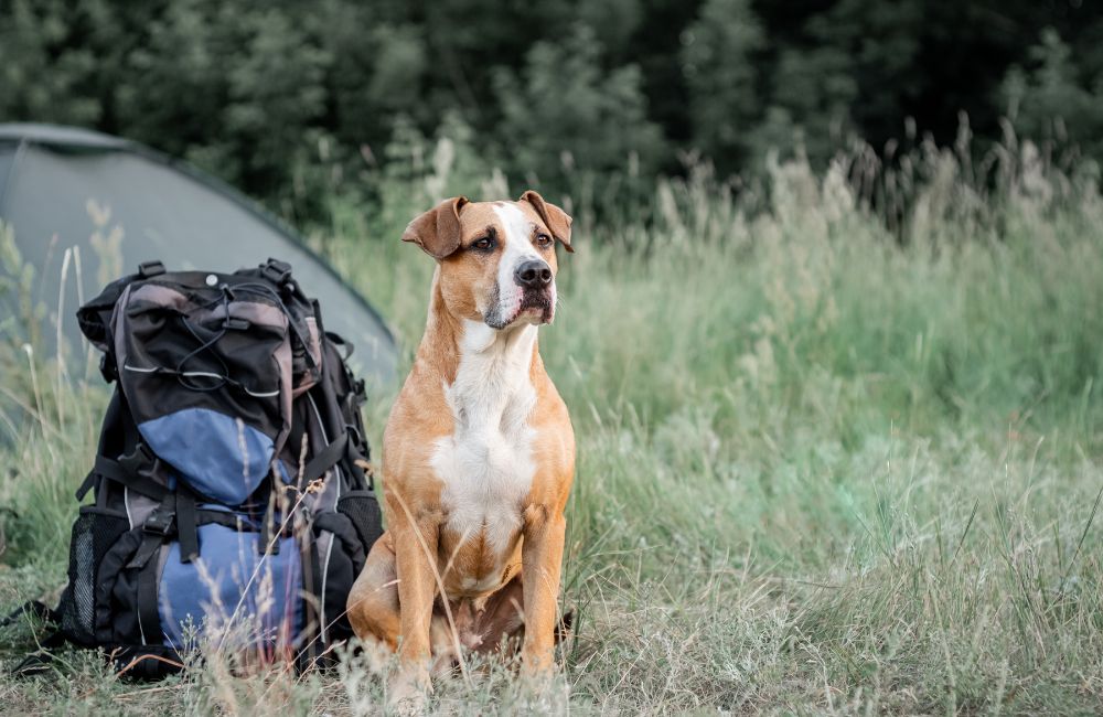 Tip na výlet so psom - Východné Slovensko - PEGRA.SK